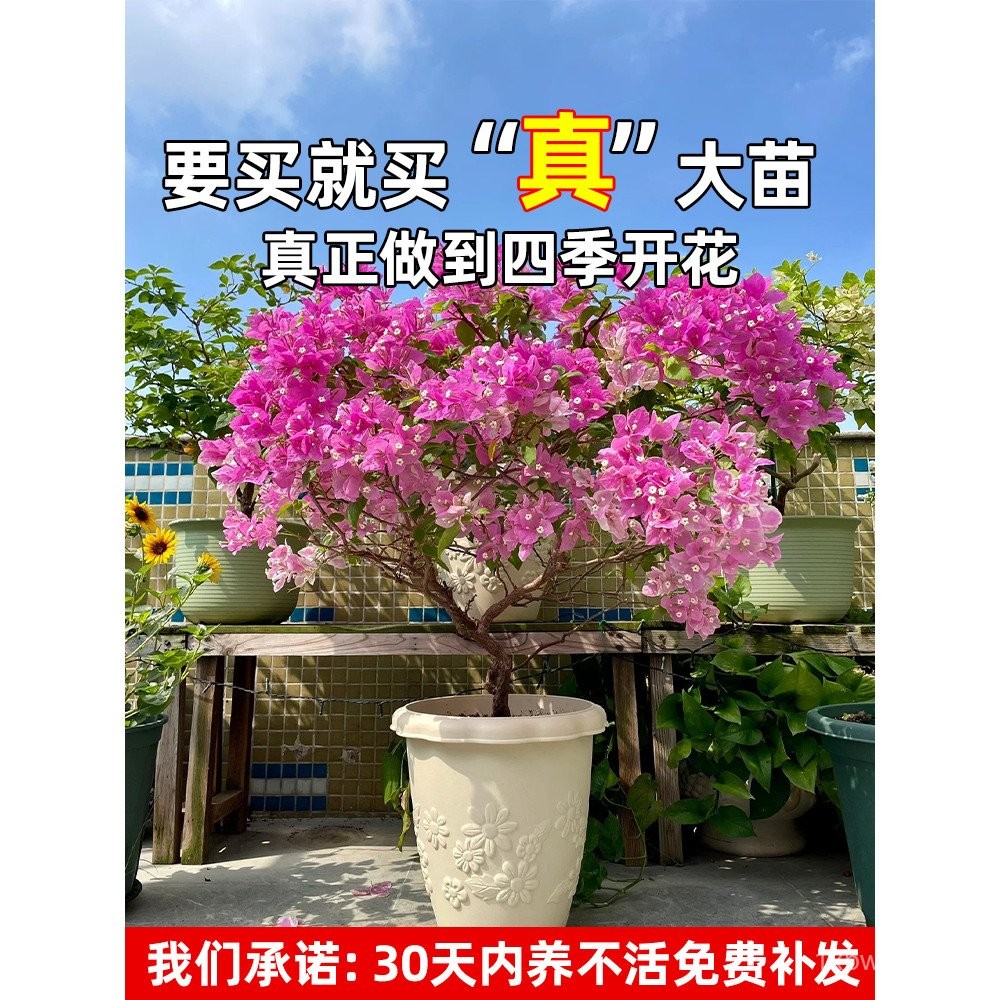Bougainvillea Dua Kelopak Tanaman Berpasu dengan Tunas Tunggul Lama ...