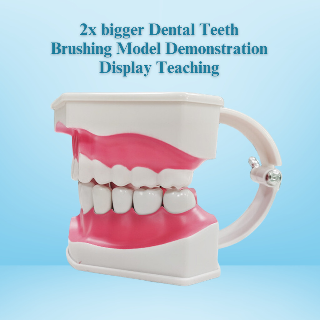2x bigger Dental Teeth Brushing Model Demonstration Display Teaching ...