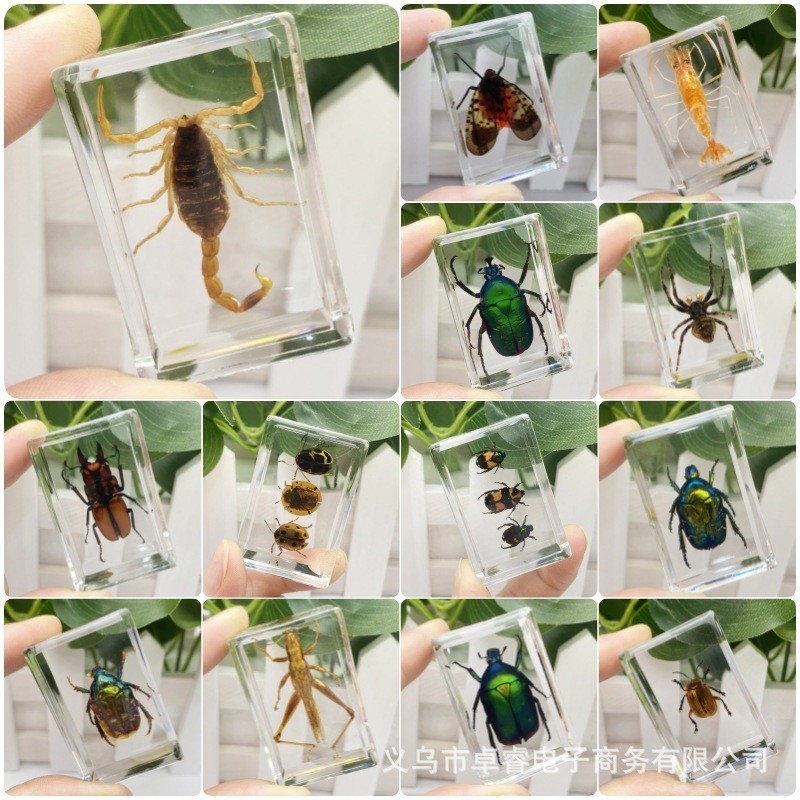 Insect Specimen Spiders Beetles Model Resin Ornament Simulation ...