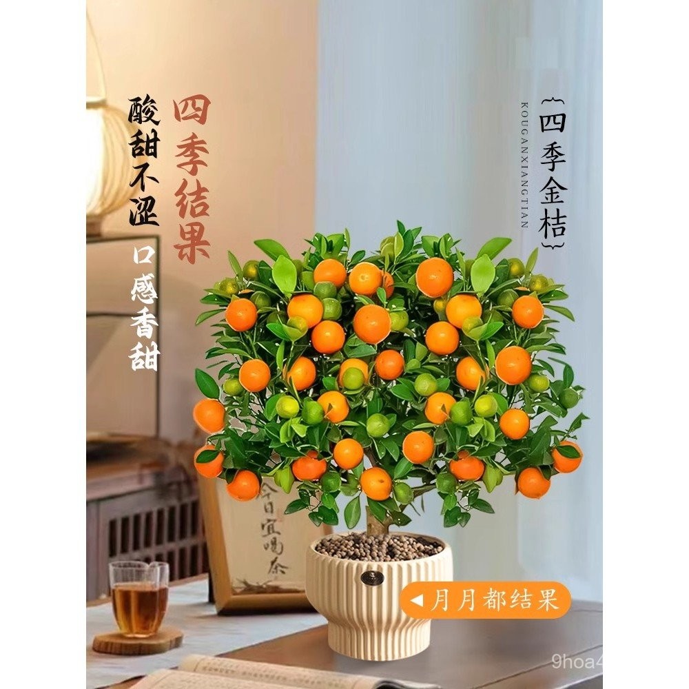 Empat Musim Pokok Kumquat Rangup Tumbuhan Berpasu Ruang Tamu Dalaman ...