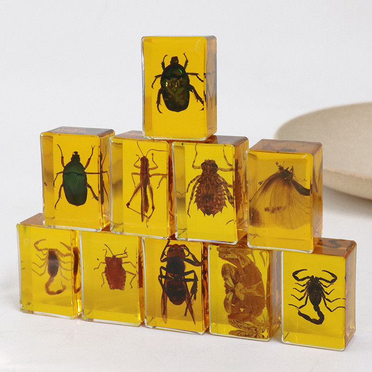 Tropical Amber Clear Block Education Aid Yellowish Resin Real animal ...