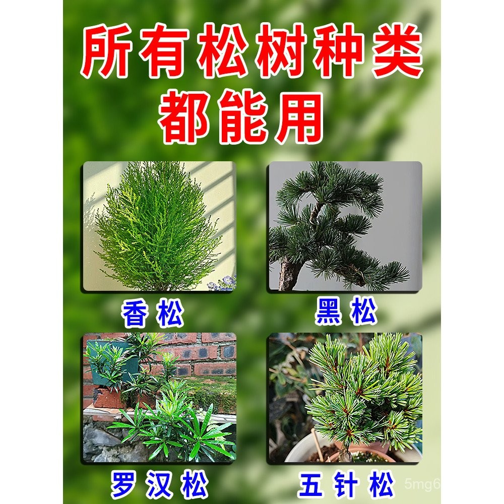 Penyelesaian Nutrien Pokok Pine untuk Daun Kekuningan Pine Hitam dan ...