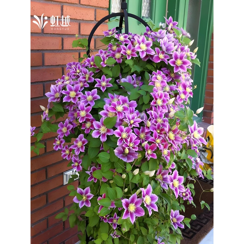 Hongyue Clematis Anak Benih Besar Berpasu Memanjat Tanaman Bunga Anggur ...