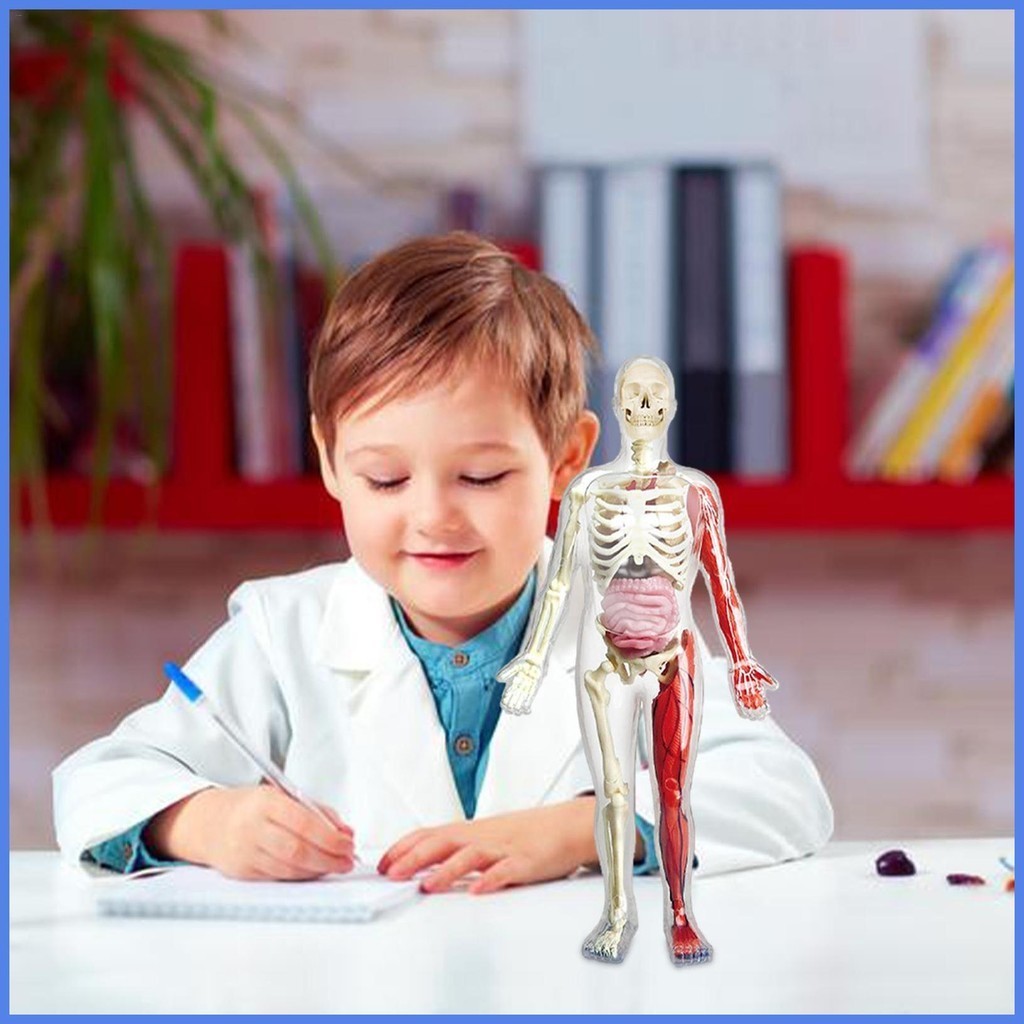 Anatomy Models Human Body Anatomy Toys Torso Model Posable Interactive ...
