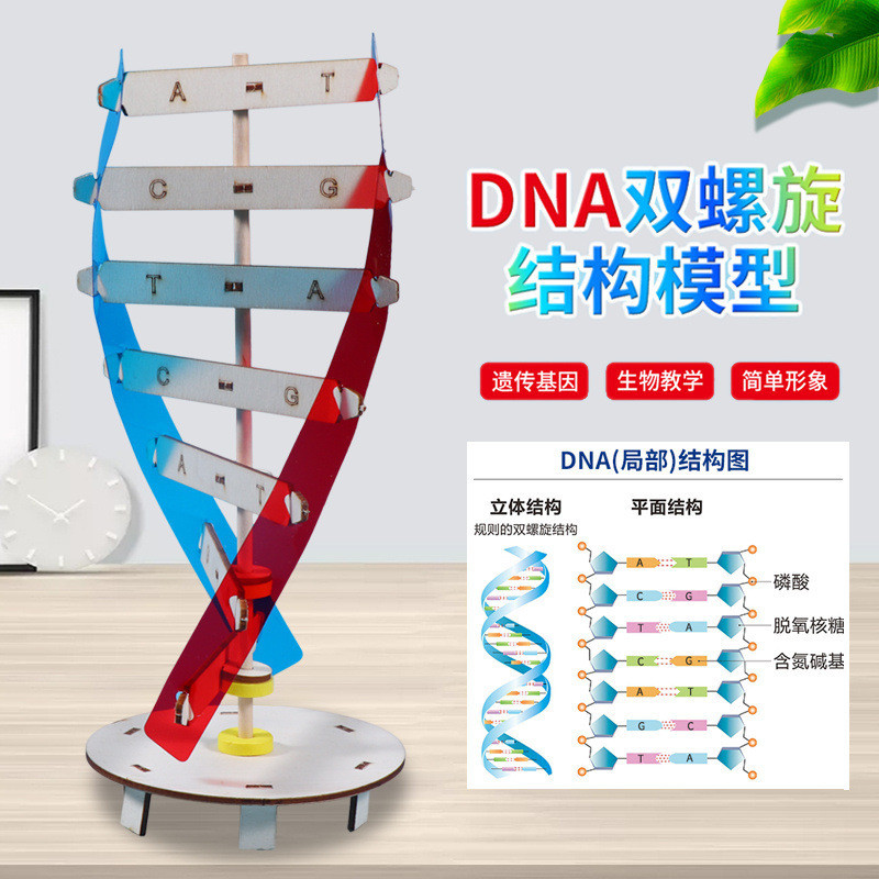 Dna Dual Spiral Structure Model diy Making Handmade Material ...