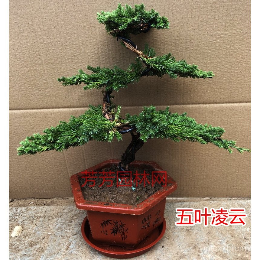 Selamat Datang Pine Cypress Pokok Pine Bonsai Tanaman Berpasu Balkoni ...