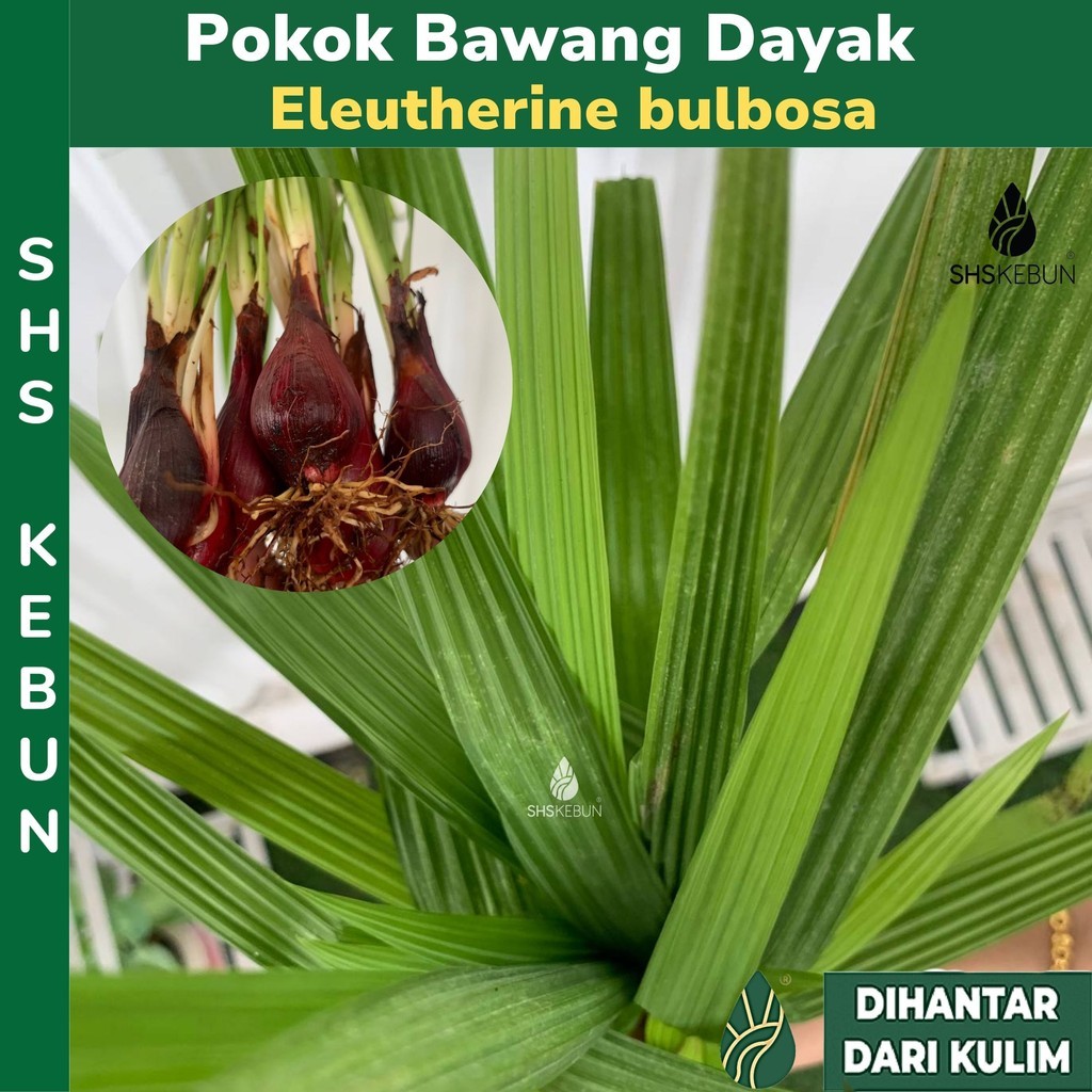 Pokok Bawang Dayak Pokok Herba Pokok Outdoor Live Plant Herbs Plant SHS ...