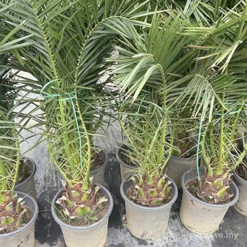 Halaman Pokok Palma Kurma Laut Kanada Luaran Tumbuhan Hijau Besar Tahan ...