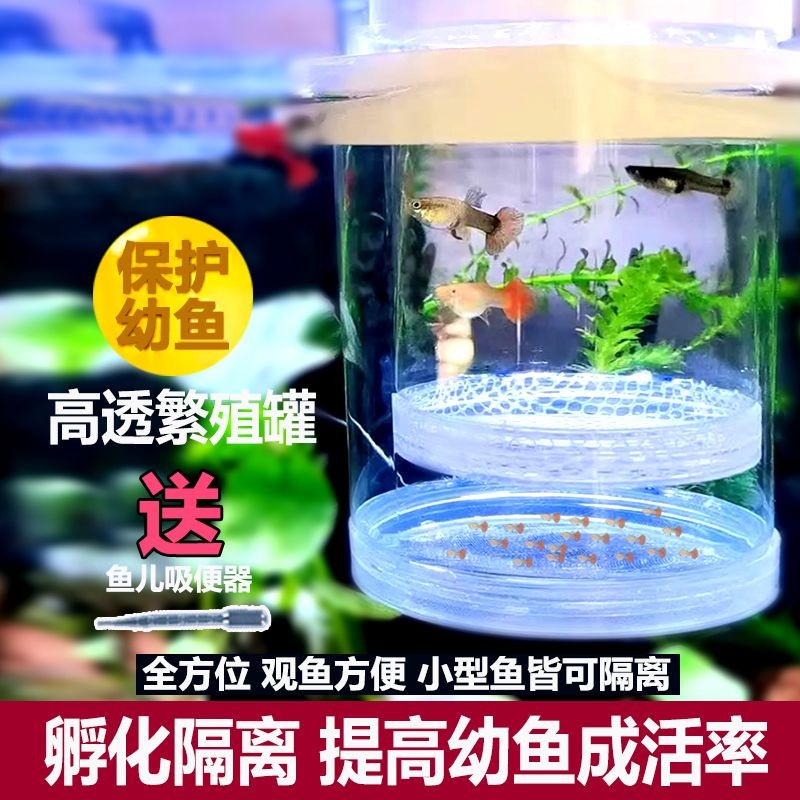Guppy Breeding Box Floating Isolation Tank Large Small Fish Juvenile ...