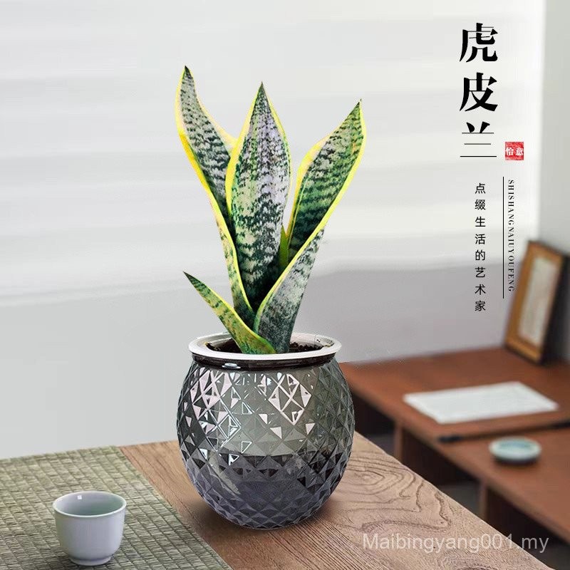 My Hot Phnom Penh Tiger Pilan Air Purification Succulents Formaldehyde ...