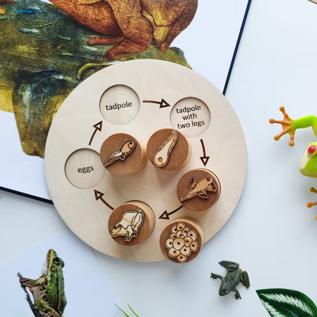 ledaing Girls Life Cycle Learning Tray Life Cycle Learning Tray Wooden ...