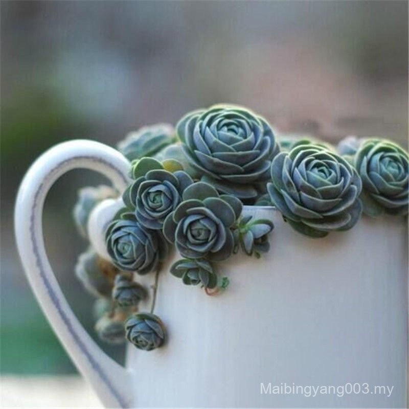 My Hot [3476 People Praise] Seed Holding Lotus Hot Pot Group Life Multi ...