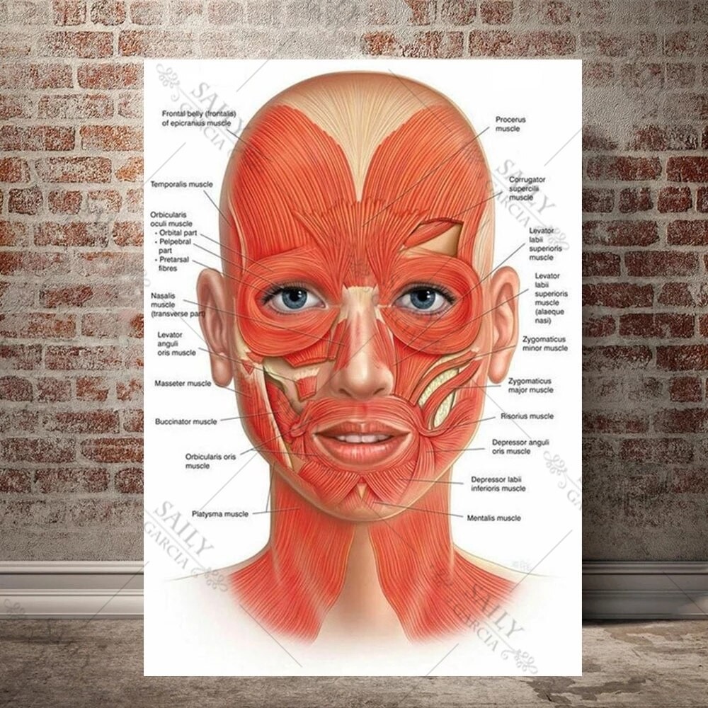 Educational Human Anatomy Canvas Art Print Detailed Skin Face Muscle ...