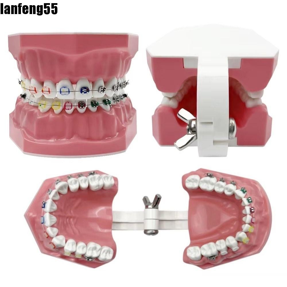 LANFENG Dental Demonstration Structure, Standard Size Emulational ...