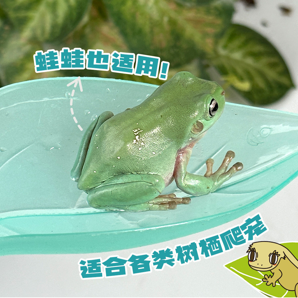 Arboreal Climbing Pet Climbing Leaves Arboreal Eyelashes Gecko Tree ...