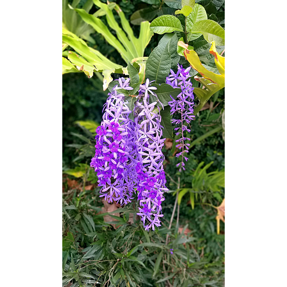 Gardenmart4u-PETREA/ SAND PAPER VINE Petrea volubilis, Petrea, purple ...
