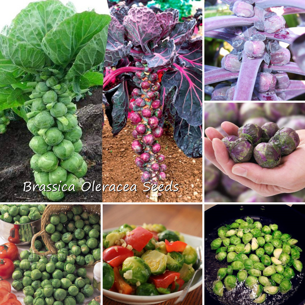 Malaysia Ready Stock Brassica Oleracea Seeds for Planting 200pcs Plants ...