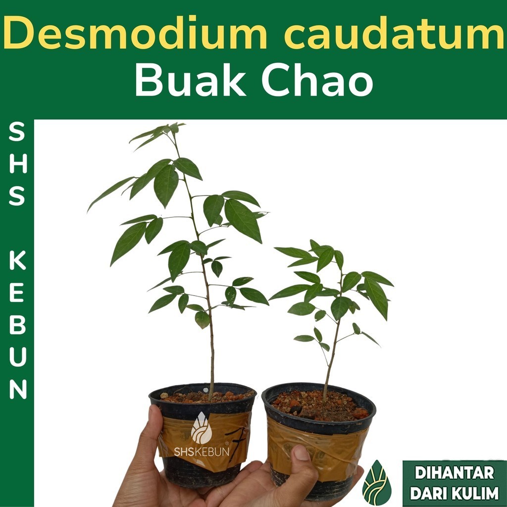 Buak chao Desmodium caudatum Pokok Buak Pantang/Chinese Buak Chao | Bua ...