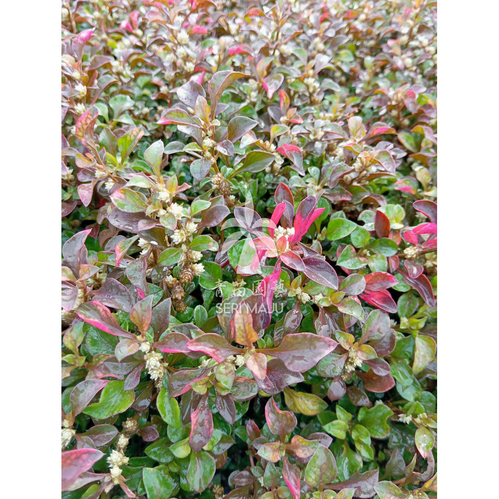 TPS - (Real Plant) Alternanthera Red /Alternanthera Merah / 满地红 ...