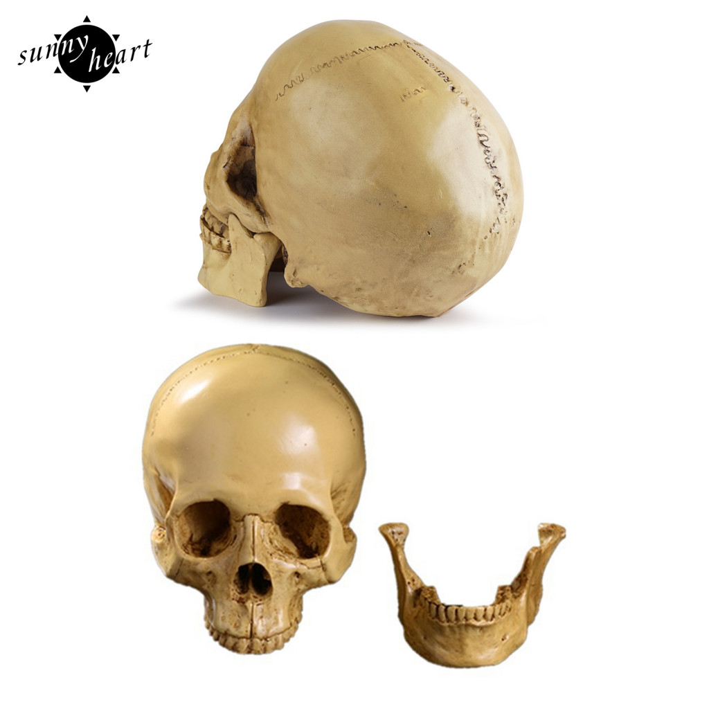 [SH] Educational Skull Model with Sutures Realistic Life Size Skull ...