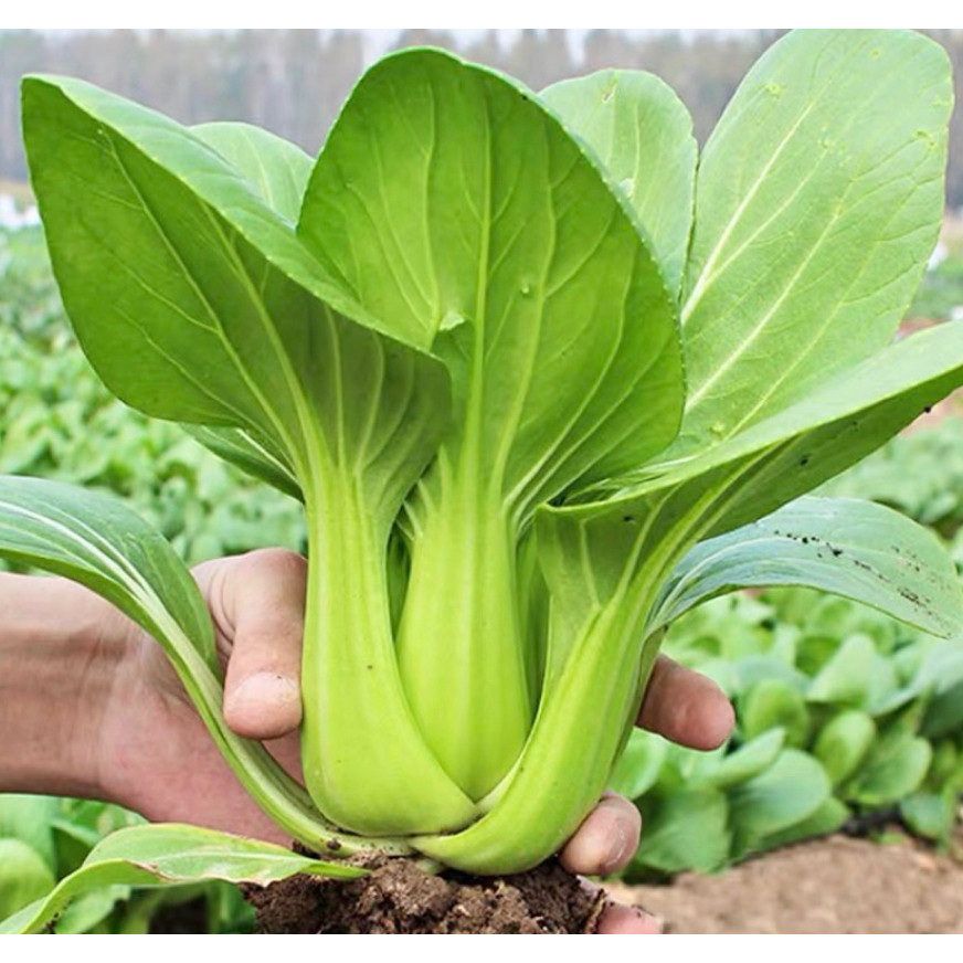 50 Pcs Benih Sawi Pak Choi Taiwan Renek / Pak Choy Seed Ready Stock ...