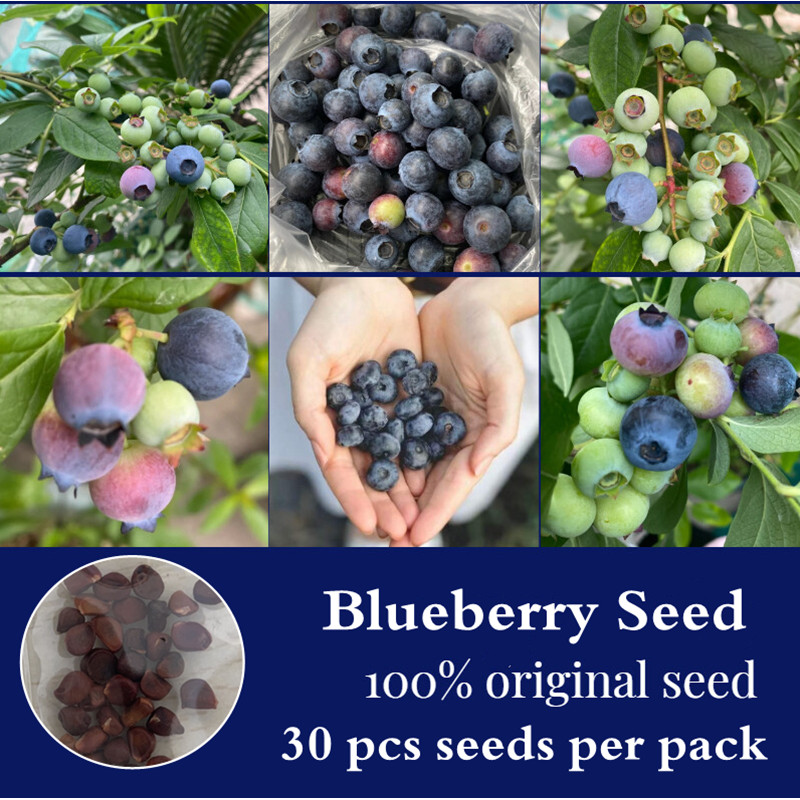 100% Original Rare Blueberry Seeds Tree Seed for Planting 30pcs Per ...