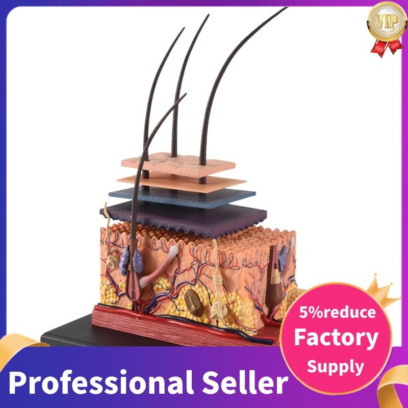 4D Human Skin Model Hair Organs Assembling Puzzle Model Teaching Model ...