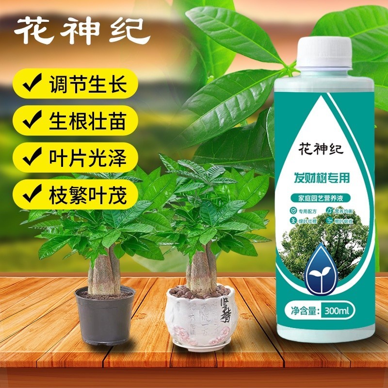 Pachira Money Tree Fertilizer
