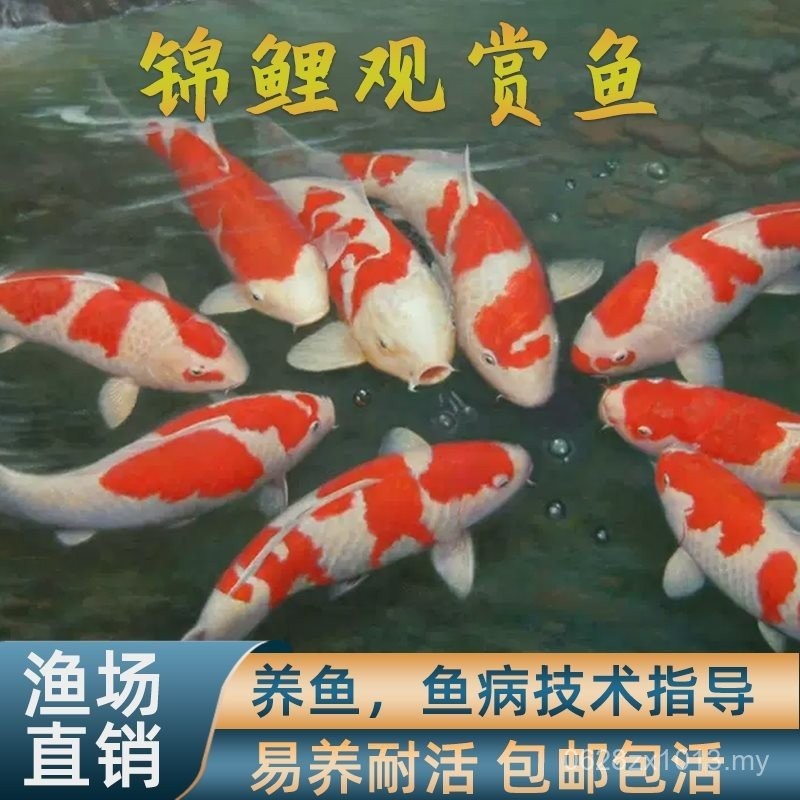 Freshwater Living Fish Koi Taisho Large Pure Species SF Three-Color ...