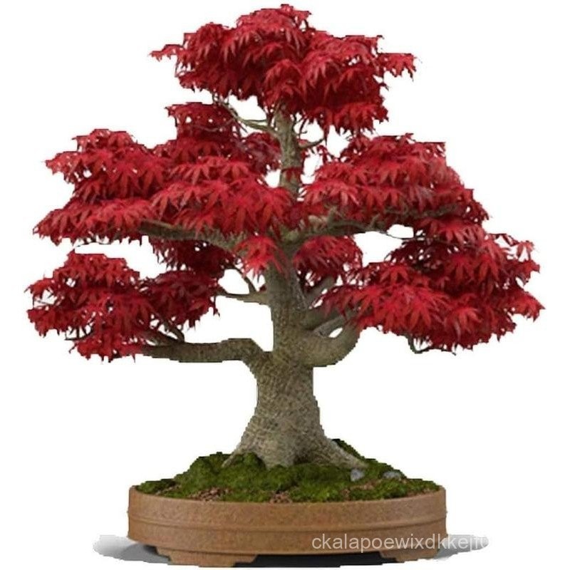 Japanese Red Maple Bonsai Tree Seeds | 30+ Seeds | Highly Prized for ...