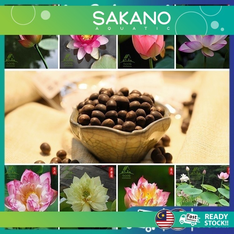 Pot Lotus Flower Seeds Mix Colour Bowl Lotus / Water Lily Mini Lotus ...
