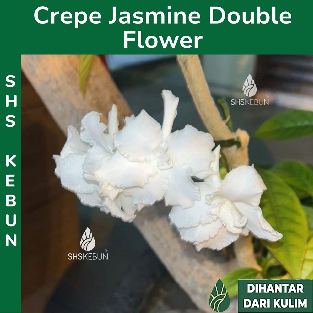 Double-Flowered Crepe Jasmine Pokok Bunga Susun Kelapa Gardenia Live ...