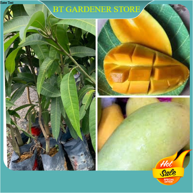 Anak pokok Grafted mangga Taiwan Gold Mangga King Taiwan Ready Stock ...
