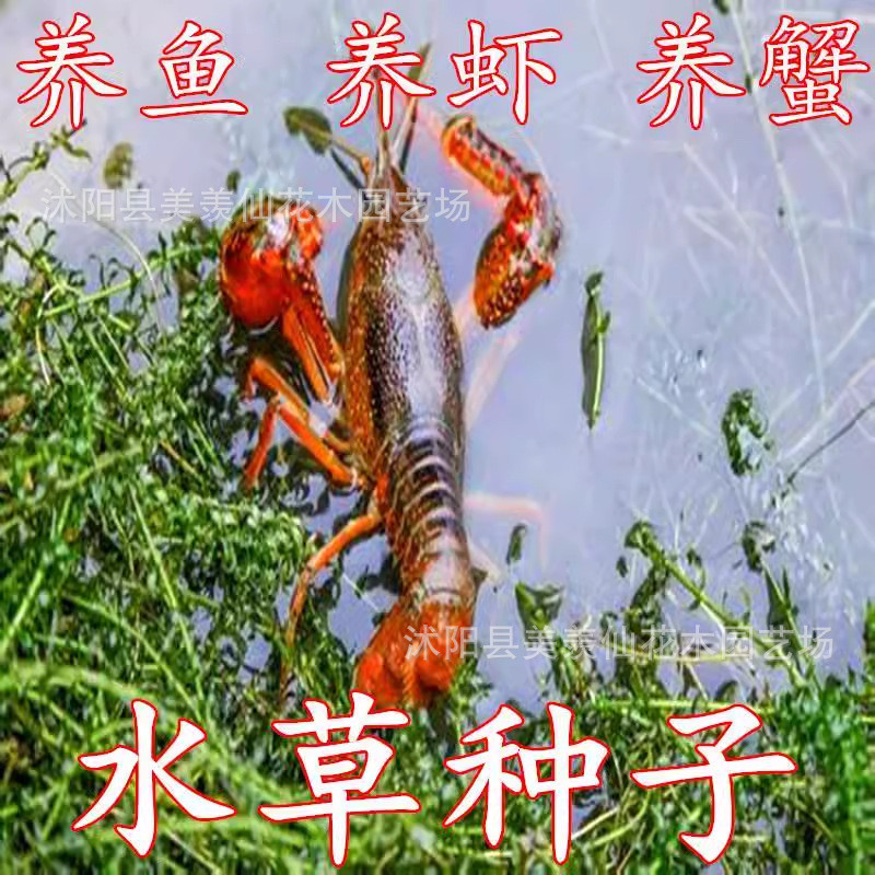 Sg Fish Pond Grass Seeds Peanuts Yile Algae Chakra Black Algae Crayfish ...