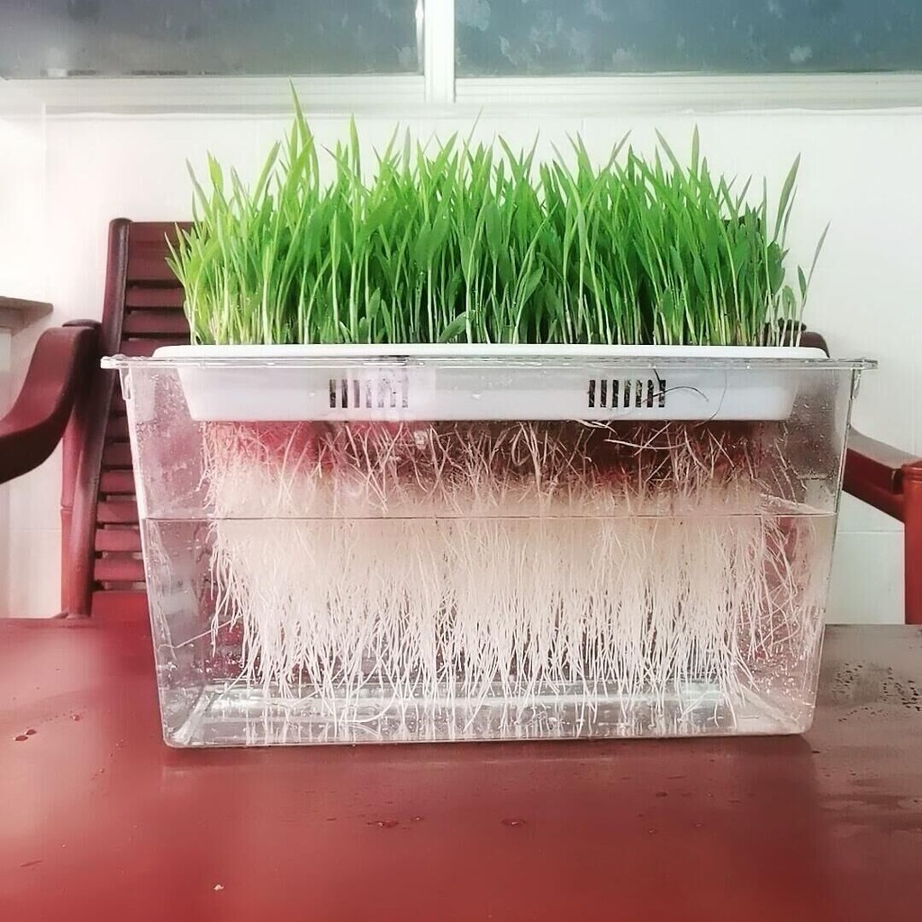 High-Definition Transparent Hydroponic Box Germination Box Soilless ...