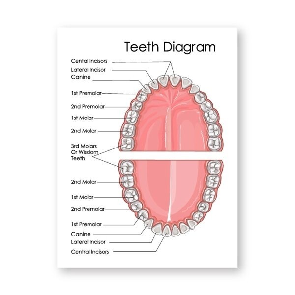 1 Piece Poster Human Teeth Diagram Canvas Painting Posters Prints ...