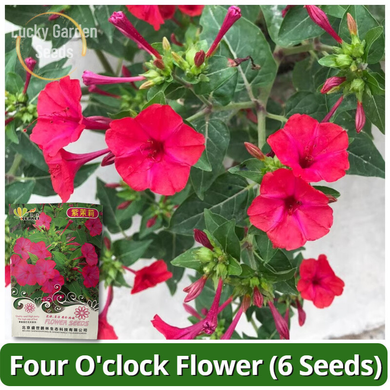 Red Four O'clock Flower Seeds 6pcs Biji Benih Bunga Pukul Empat ...