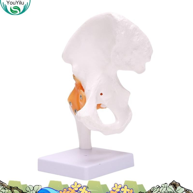 Life Size Hip Bone Model - Hip Joint Model with Flexible Ligaments and ...