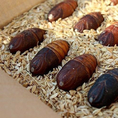 Honey Glider Silkworm Chrysalis Staple Food Hamster Honey Golden Silk ...