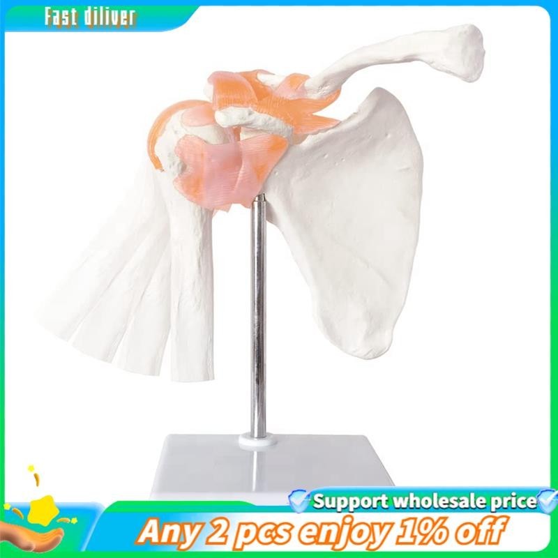 In stock-Anatomical Shoulder Joint Model Anatomy Skeleton, Human Body ...