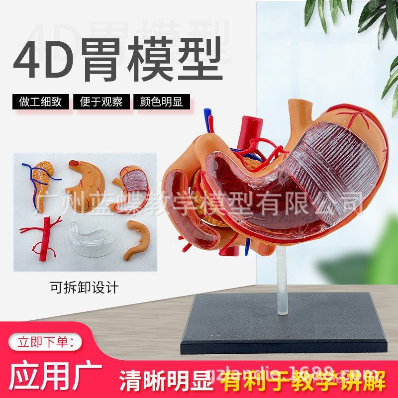 Model Perhimpunan Anatomi Perut Model Anatomi Organ Manusia Model ...