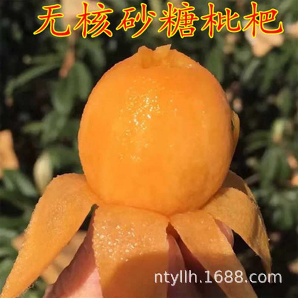 Sichuan New Product Planting Seedless Sugar Loquat Seedlings Potted ...