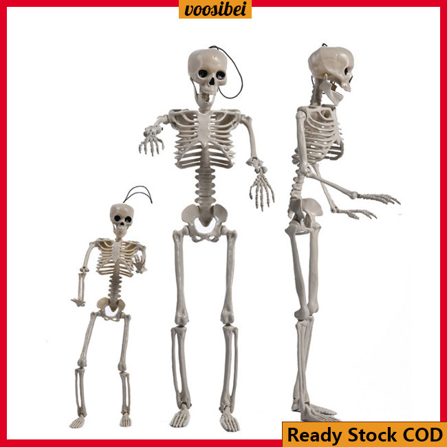 BJ Anatomy Skeleton Model Medical Learning Skeleton Art Layout Props ...