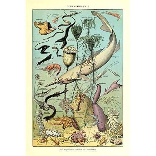 Vintage Poster Print Art Marine Life Organism Deep Sea Fish Creatures ...