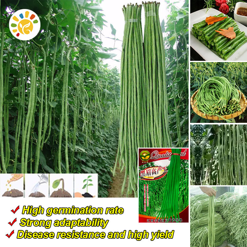 Organic Green Long Beans Seeds 30pcs High Yield F1 Hybrid Beans Seeds ...