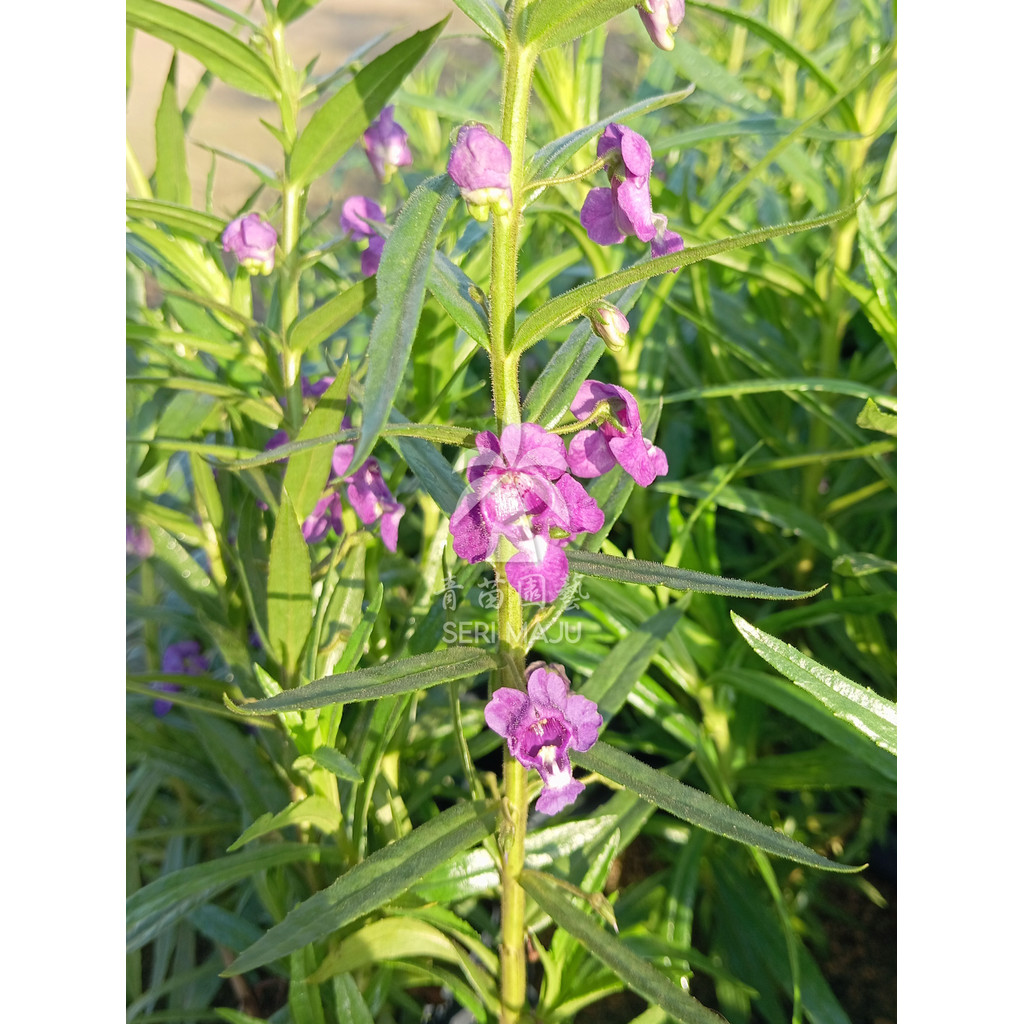 (Real Plant) Angelonia Angustifolia / Angel Flower / Summer Orchid ...