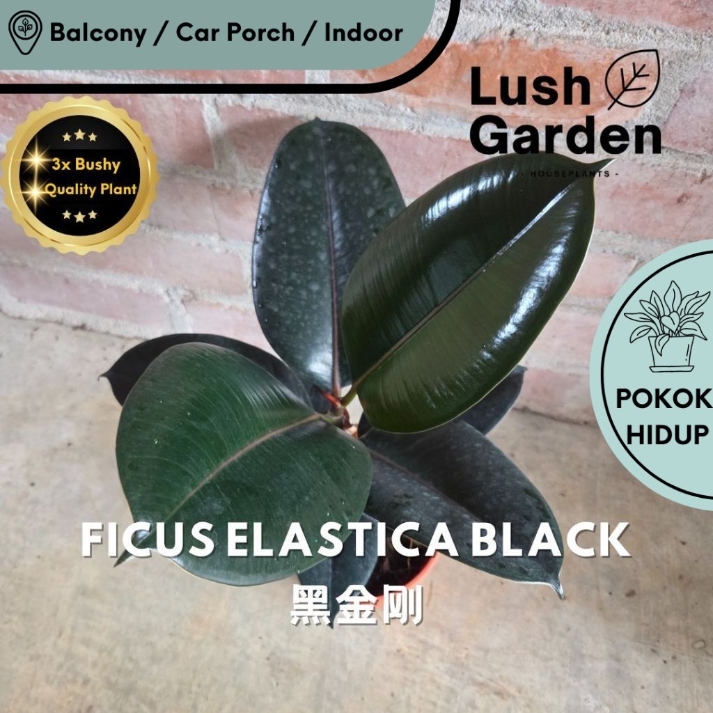 Ficus Elastica Black / Rubber Plant 黑金刚 Anak Pokok Hiasan Dalam Rumah ...