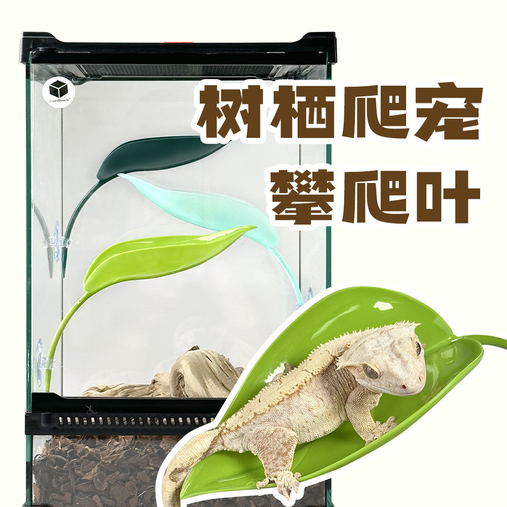 Arboreal Climbing Pet Climbing Leaves Arboreal Eyelashes Gecko Tree ...