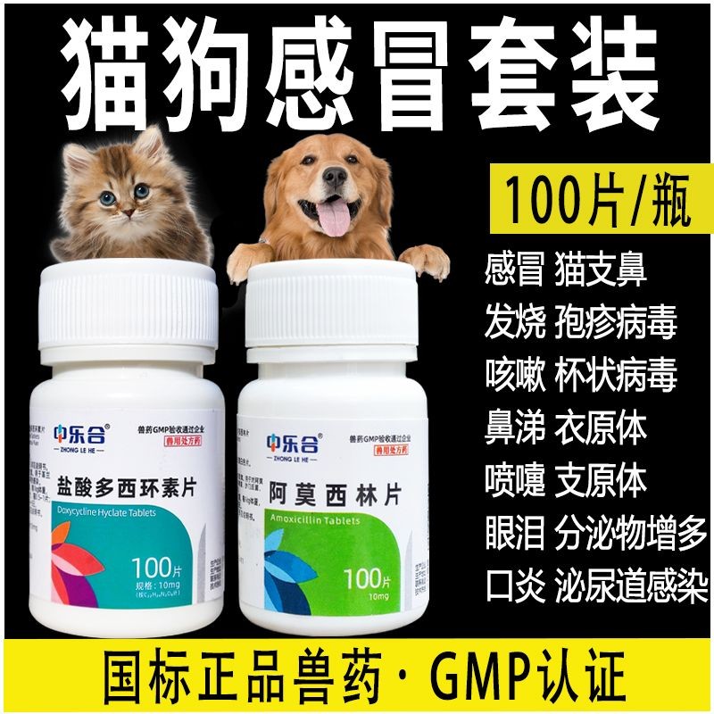 Pet Cats Dogs Coughing Cold Nose Branches Cats Bad Breathflammation ...