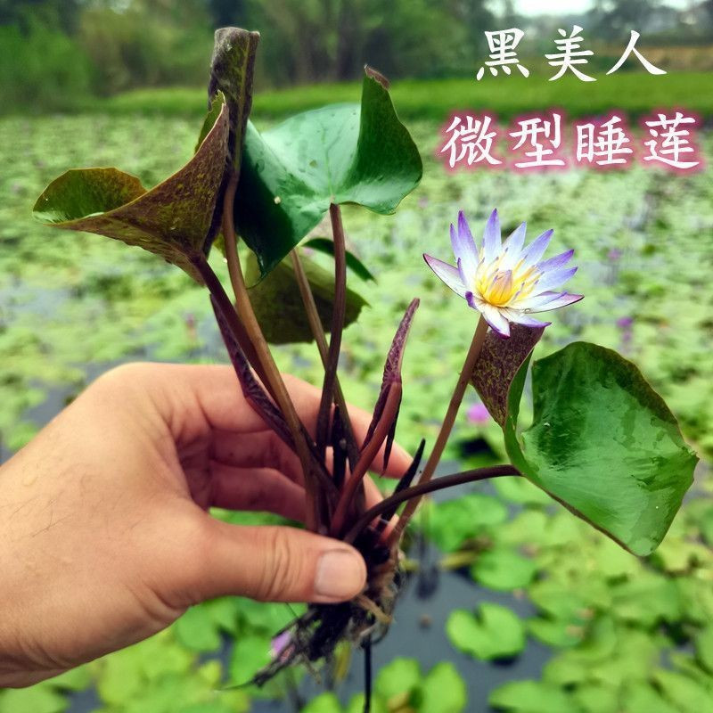 Water Lily with Flower Buds Black Beauty Potted Hydroponic Aquatic ...
